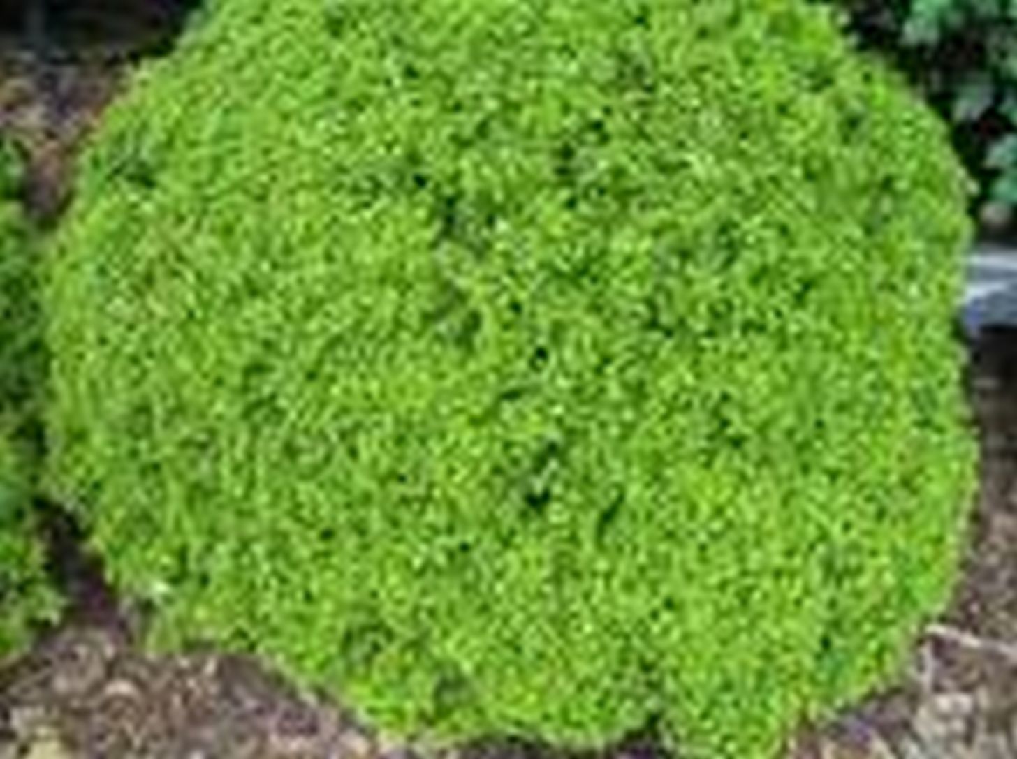 Buxus microphylla ’Compacta’