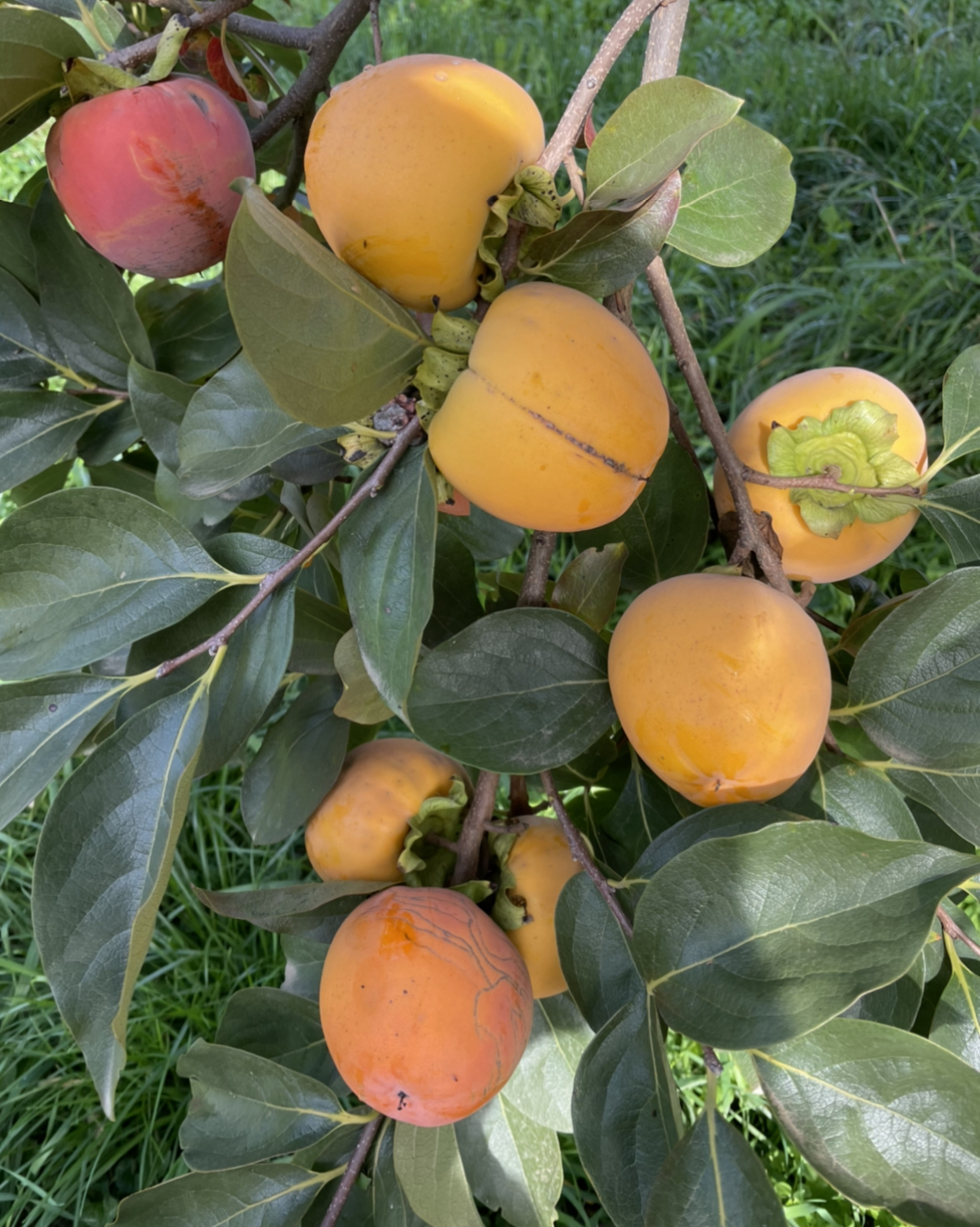 DATOLYASZILVA, KÁKI GYÜMÖLCS!