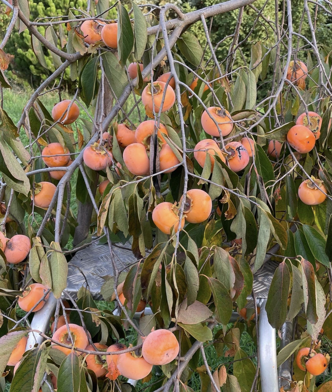 DATOLYASZILVA, KÁKI GYÜMÖLCS! - Növény enciklopédia