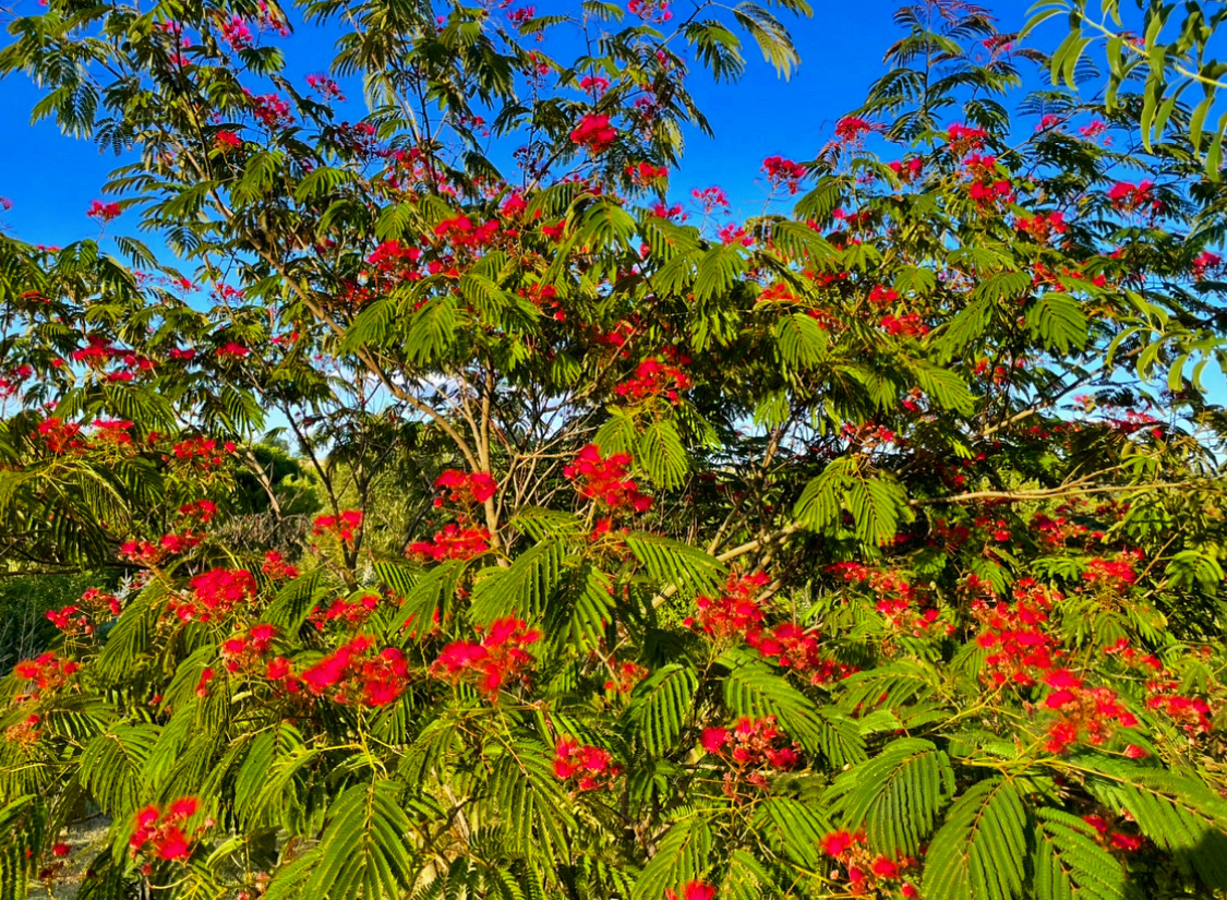 Evi`s Purple piros virágú selyemakác K5