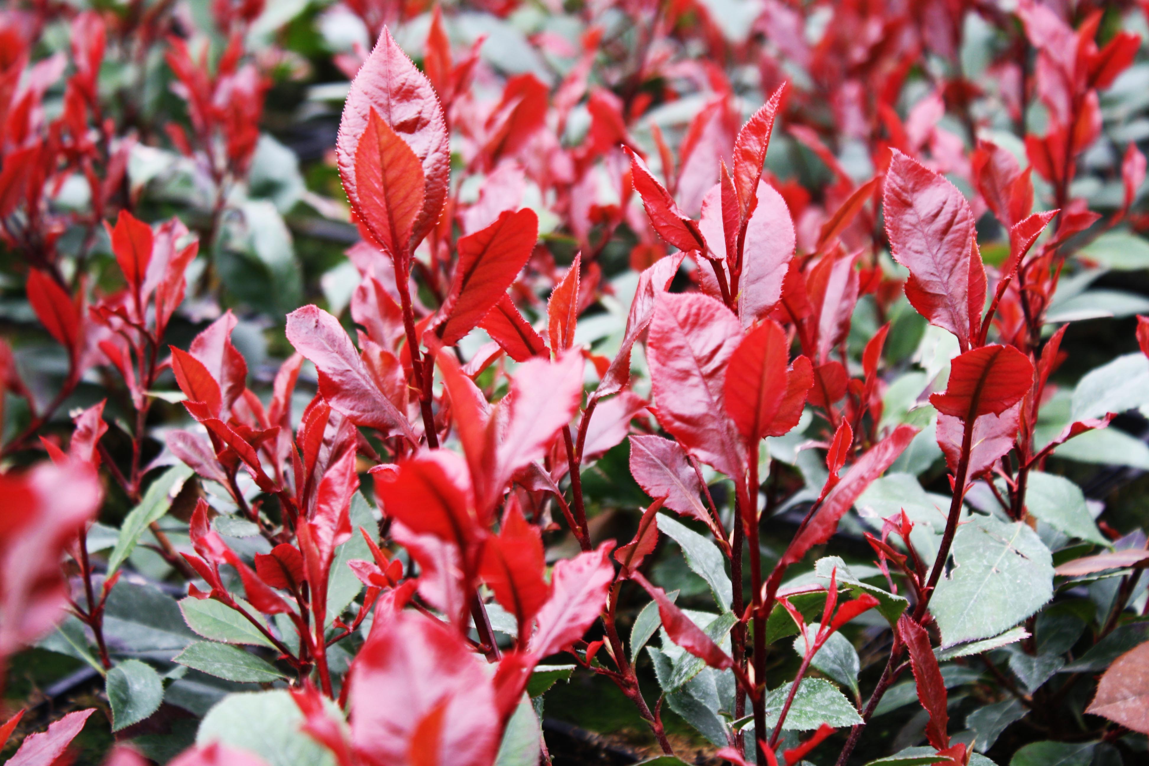 Törpe korallberkenye (Little Red Robin, Nana)