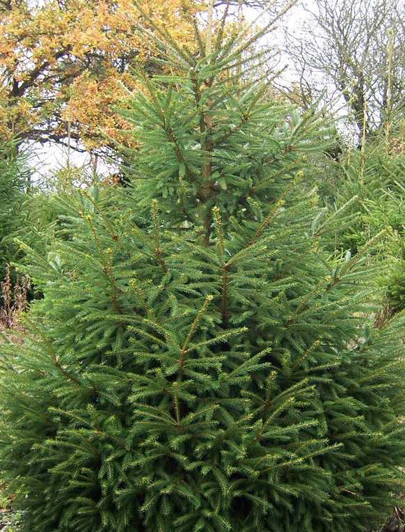 Lucfenyő, Közönséges luc