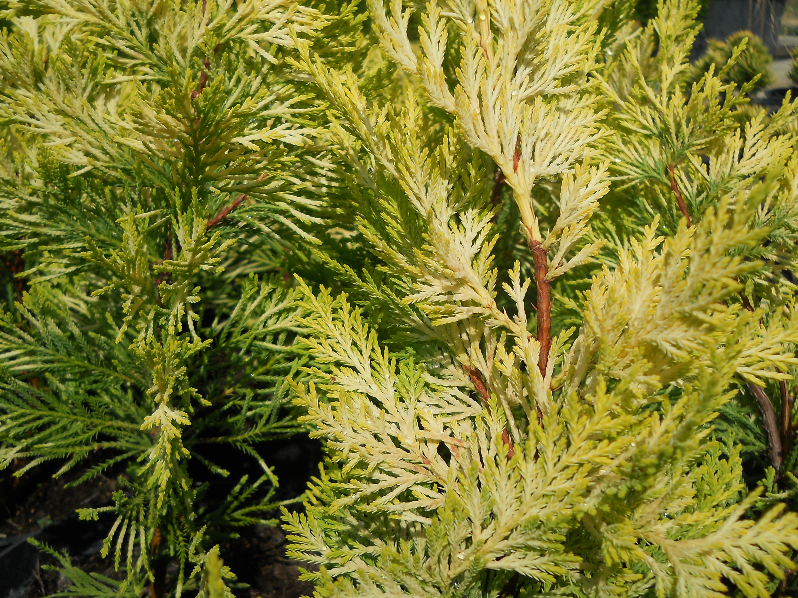 Gold Rider leyland cypress
