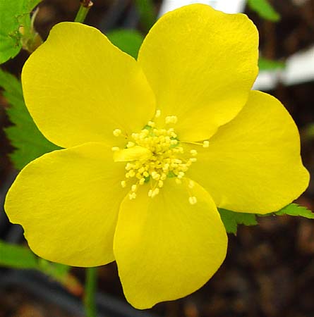 Golden Guinea Japanese Rose