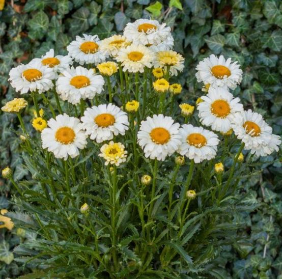 Real Dream Shasta Daisy
