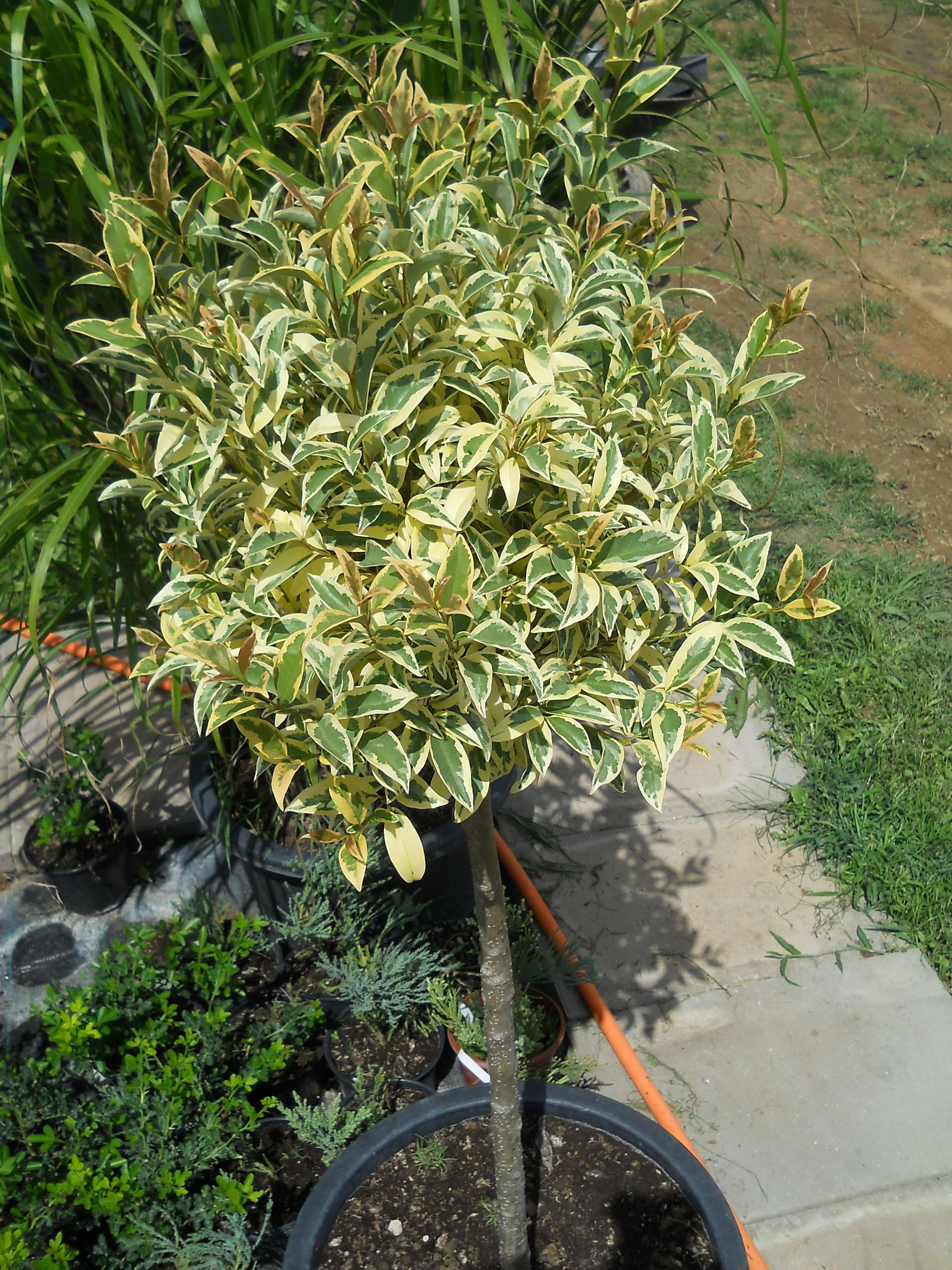 Ligustrum japonicum 'Variegatum' Solitaire!