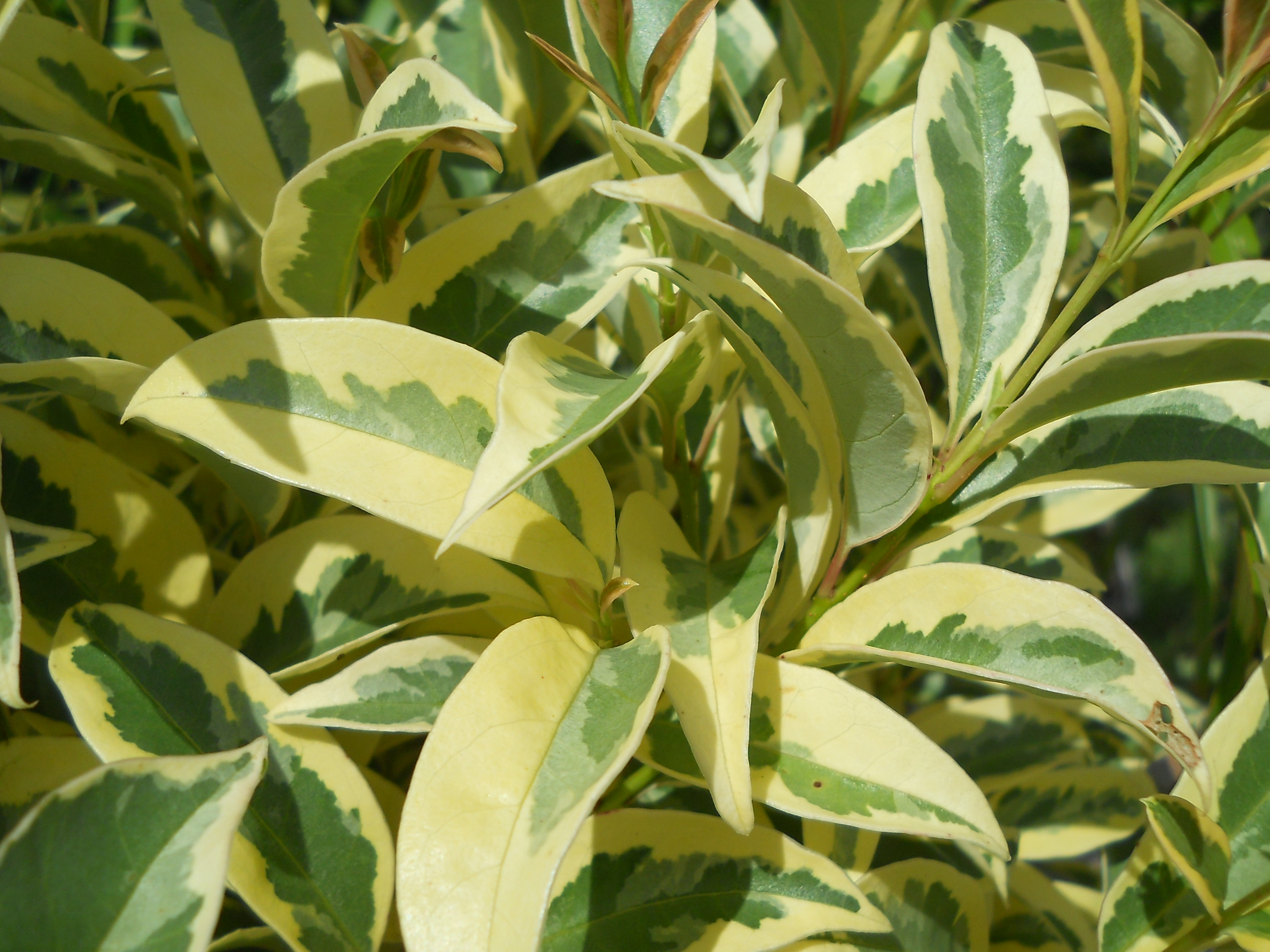 Ligustrum japonicum 'Variegatum' Solitaire!