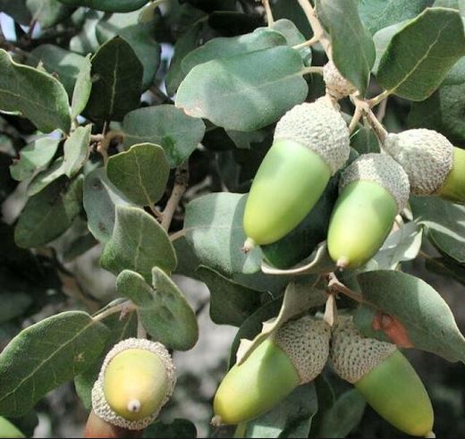 Kerek levelű örökzöld tölgy