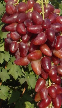 Dubovskij Rozovij rezisztens csemegeszőlő