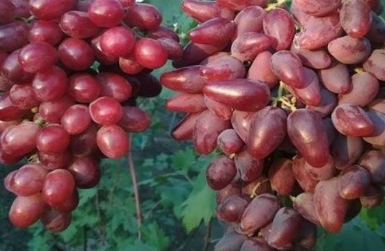 Dubovskij Rozovij rezisztens csemegeszőlő