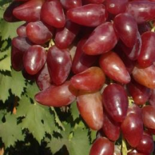 Dubovskij Rozovij rezisztens csemegeszőlő